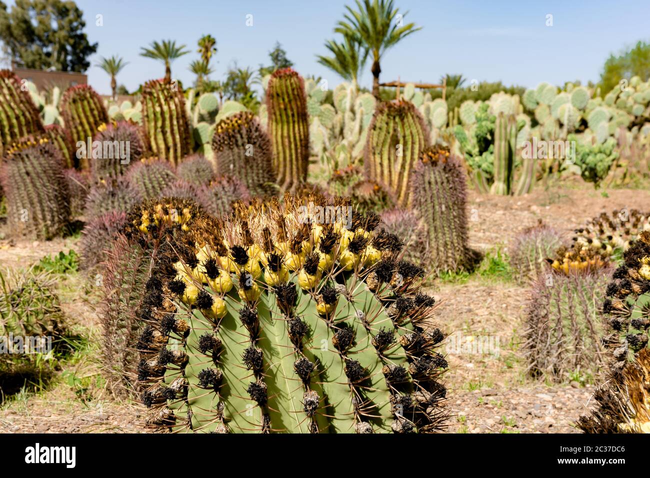 Cacti garden. Green cacti and succulents growing in botanical, tropical ...