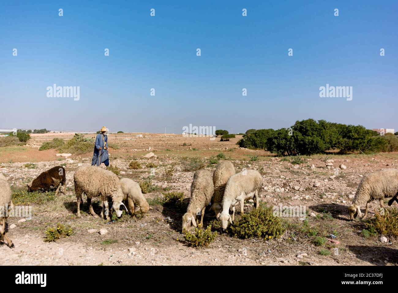 Morocco, North Africa, Feb 2019: Man shepherd with flock of sheep in ...
