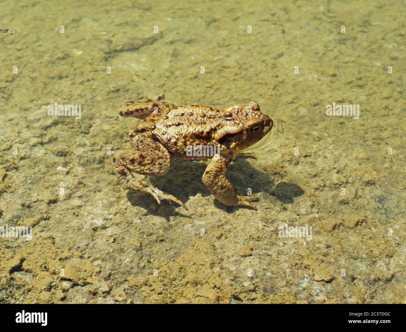 Frog spring move to lake Stock Photo - Alamy