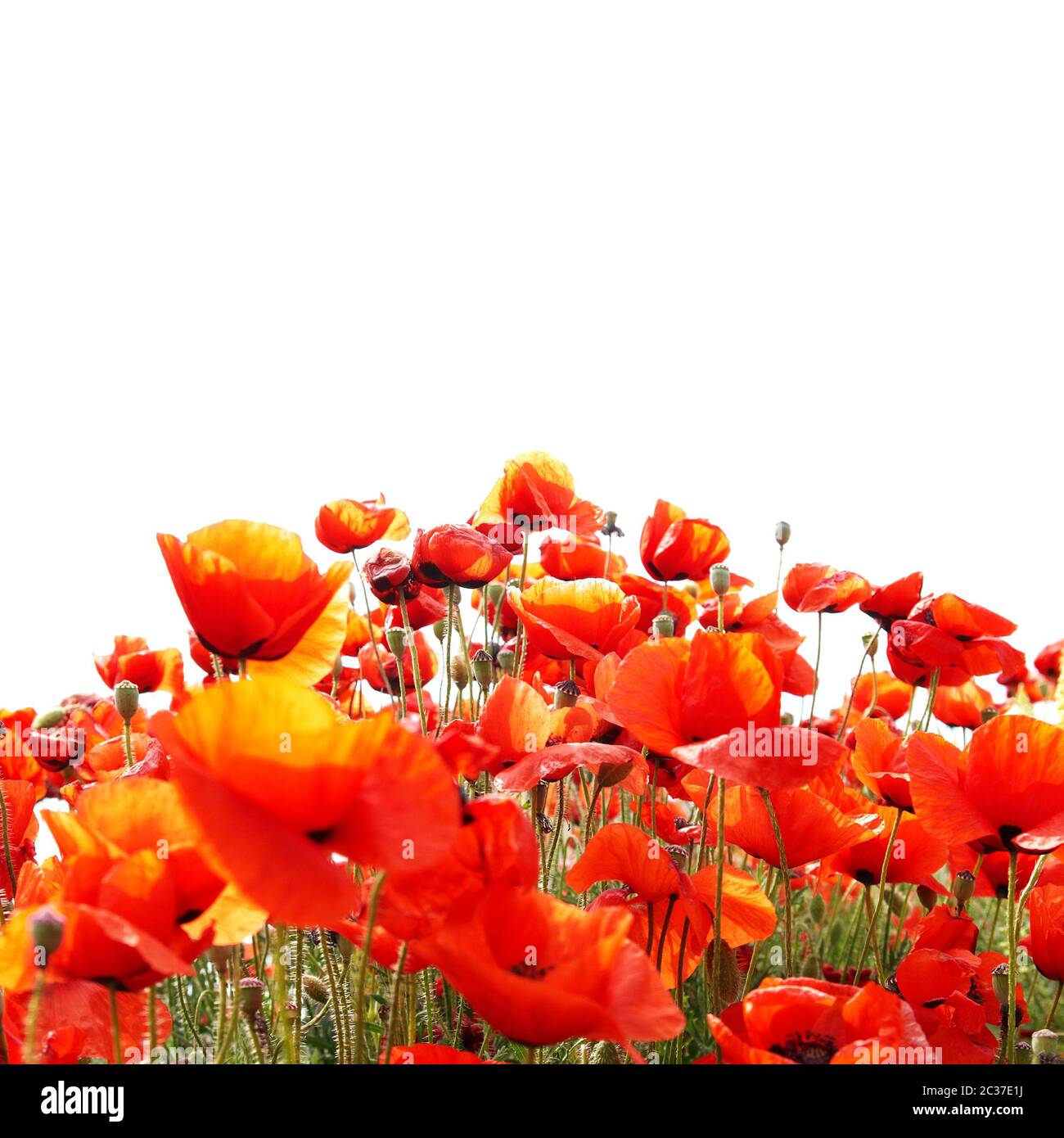 Beautiful red poppies isolated on white background Stock Photo - Alamy