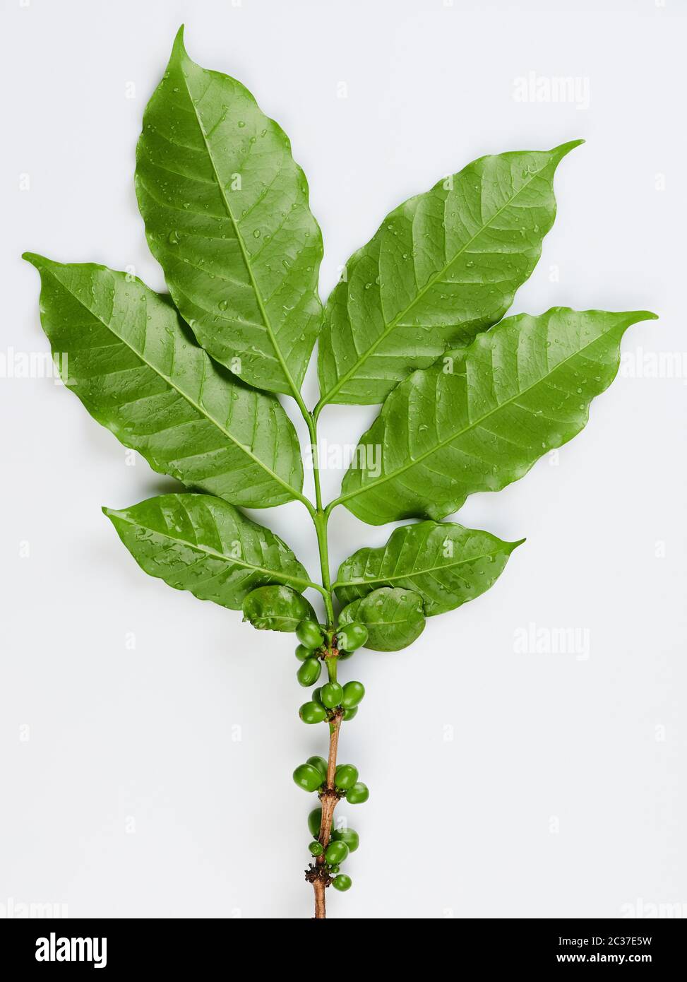 Wet green coffee branch with berries isolated Stock Photo - Alamy