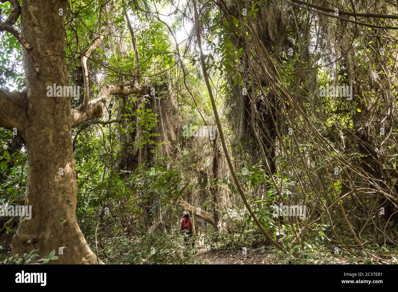Dense rainforest with a small path Stock Photo - Alamy