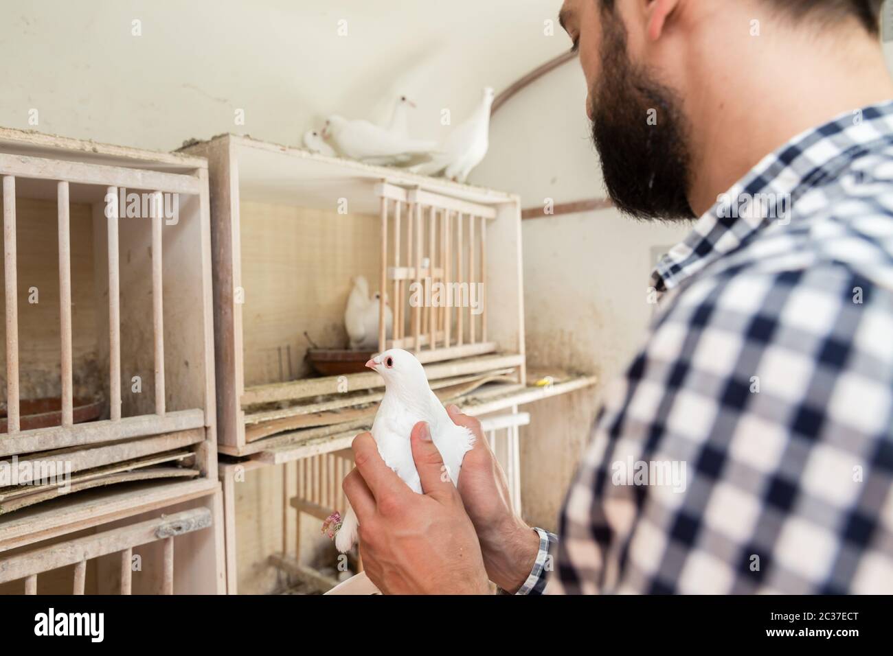 Pigeon keeper man hi-res stock photography and images - Alamy