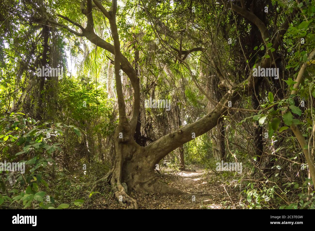 Dense rainforest with a small path Stock Photo - Alamy
