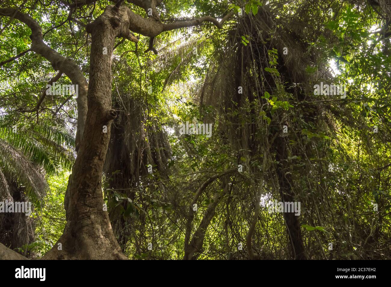 Dense rainforest with a small path Stock Photo - Alamy
