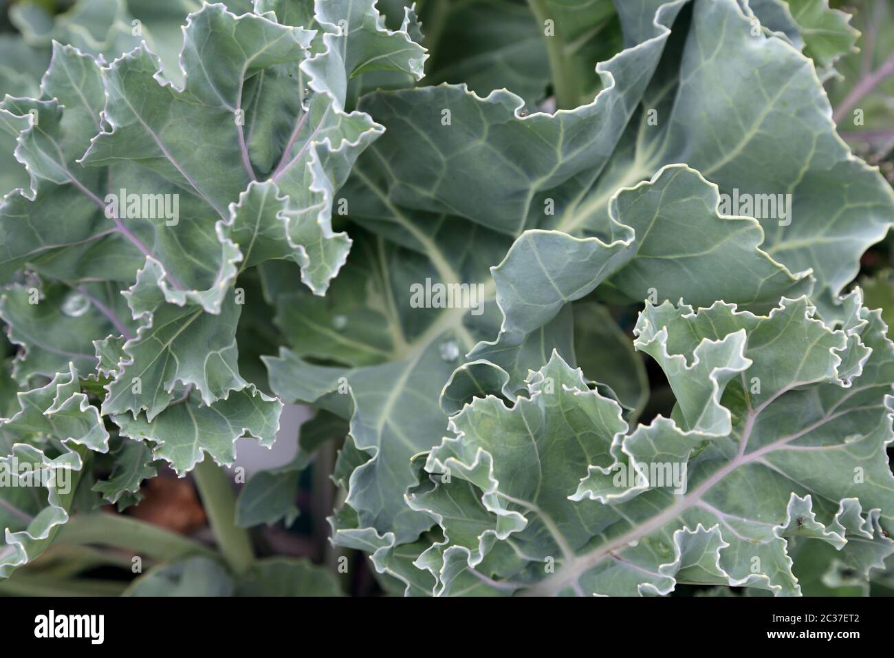 Sea kale hi-res stock photography and images - Alamy