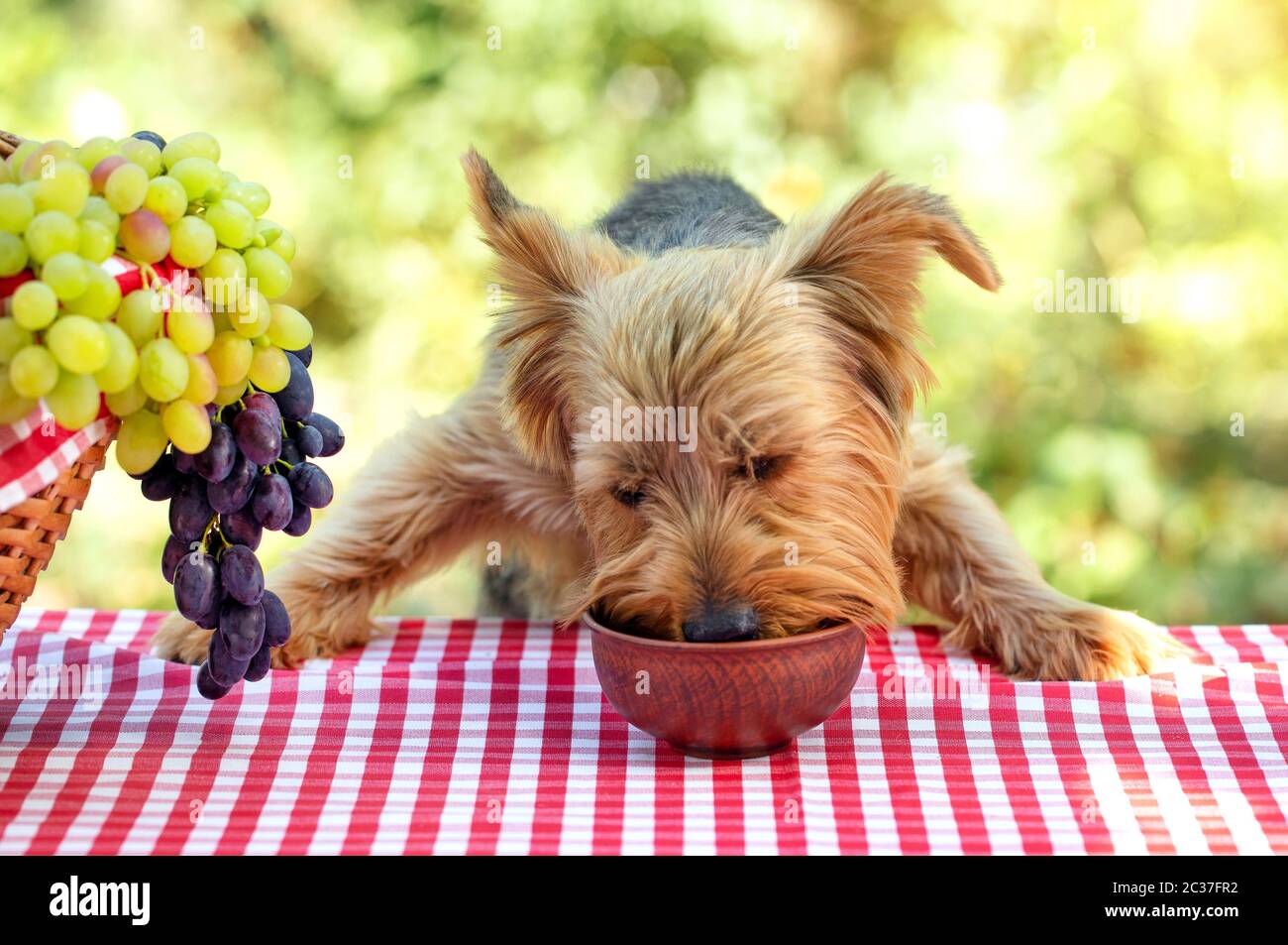 Little dog eats on a picnic table. Dog climbed onto table and lowered ...