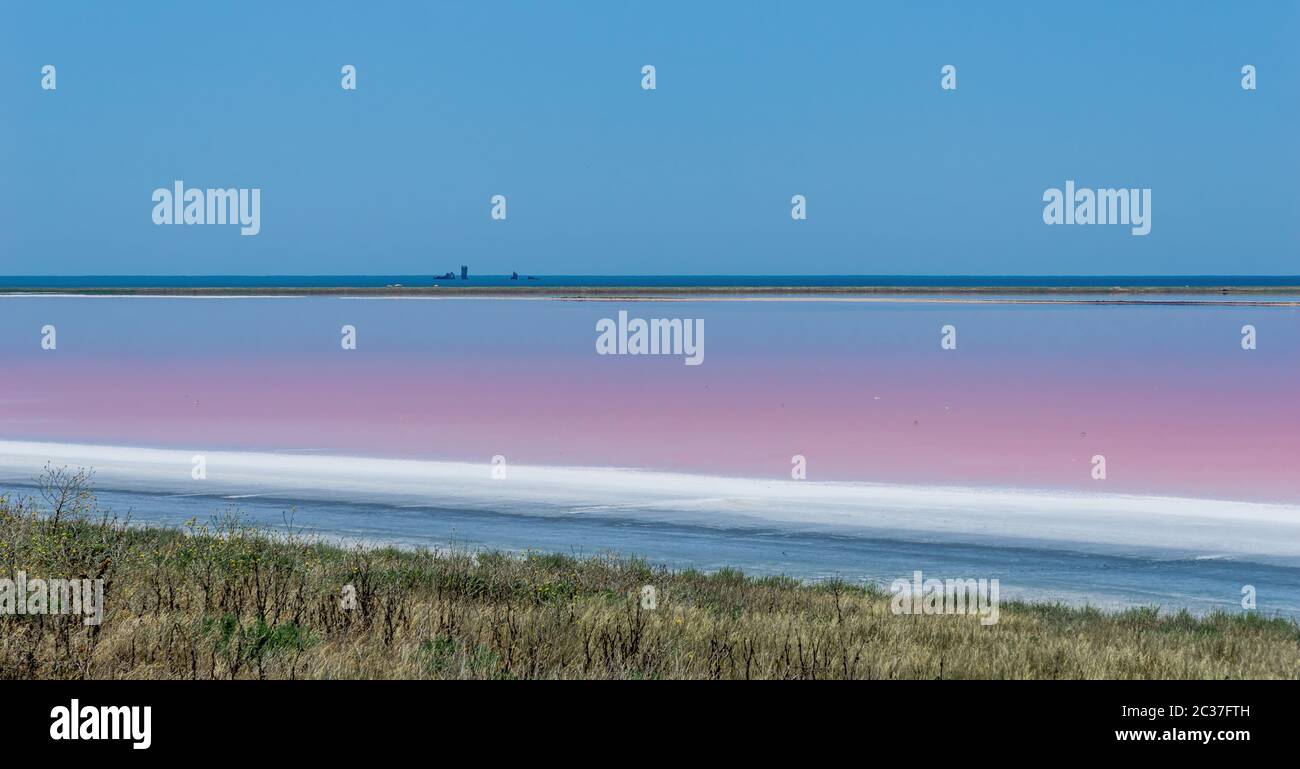 Brine and salt of a pink lake Koyash colored by microalgae Dunaliella ...