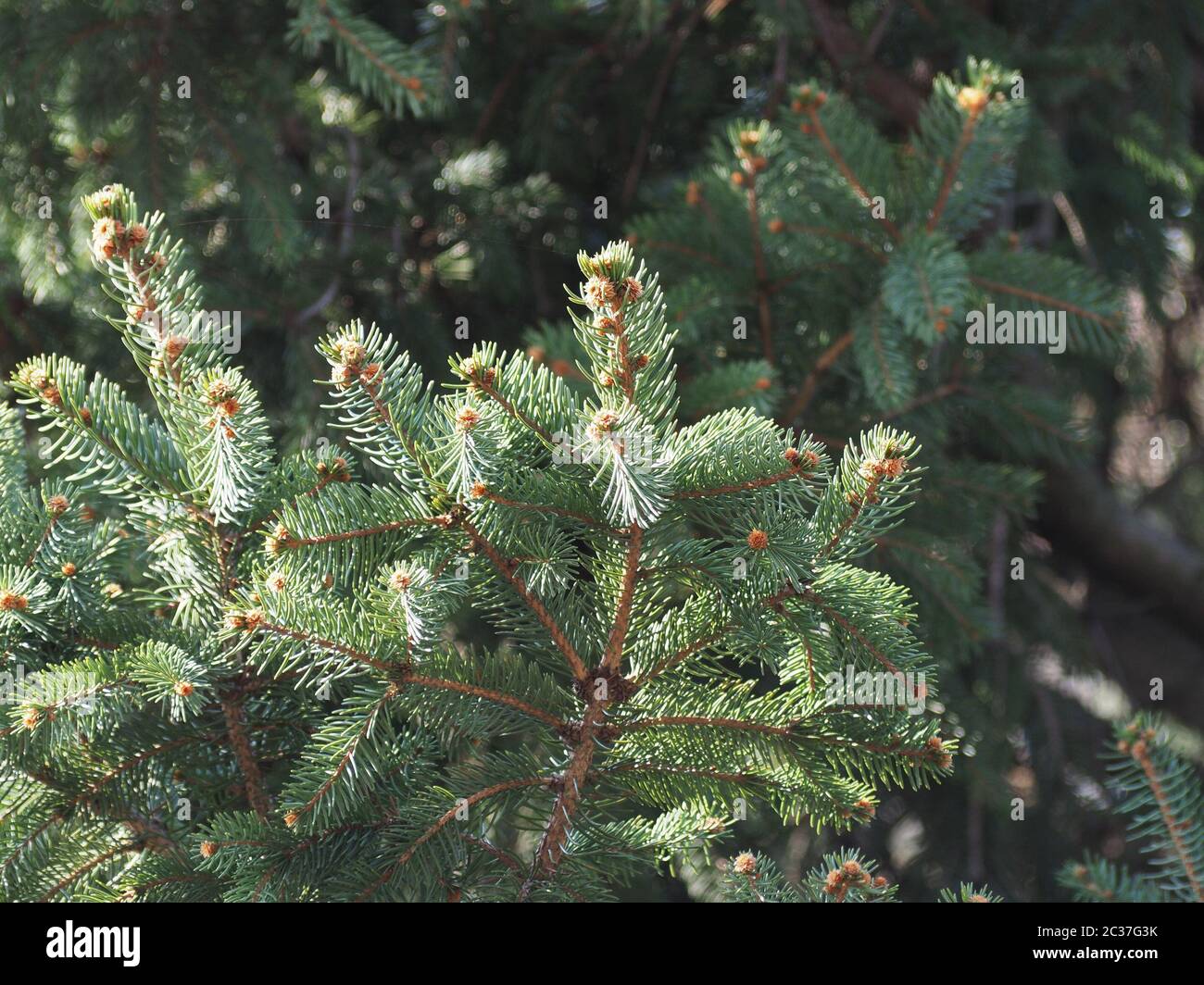 pine (conifer of genus Pinus, family Pinaceae) tree Stock Photo - Alamy