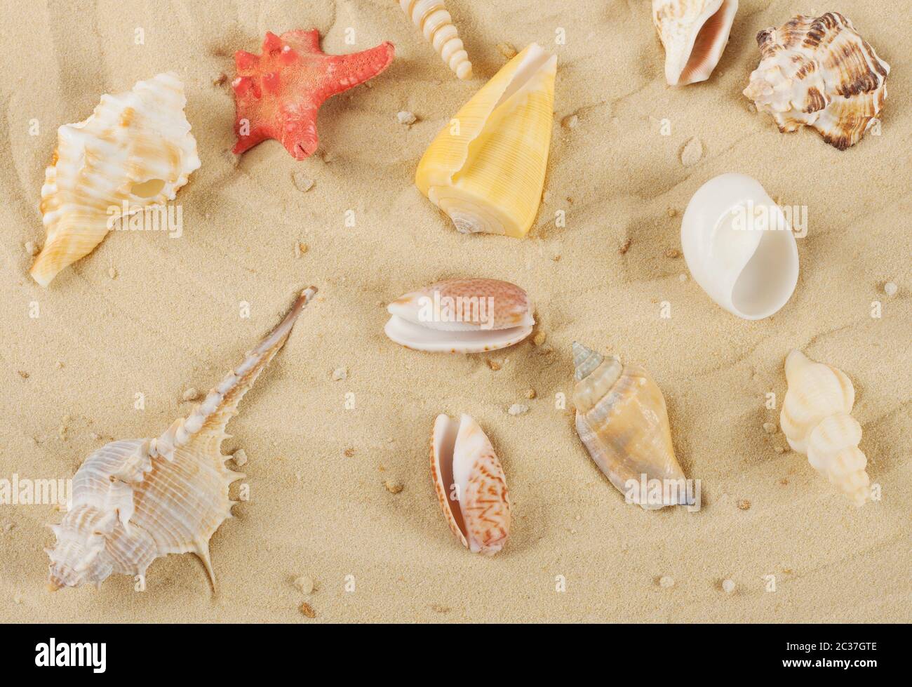 Background with colored shells and starfish on the yellow sand Stock ...