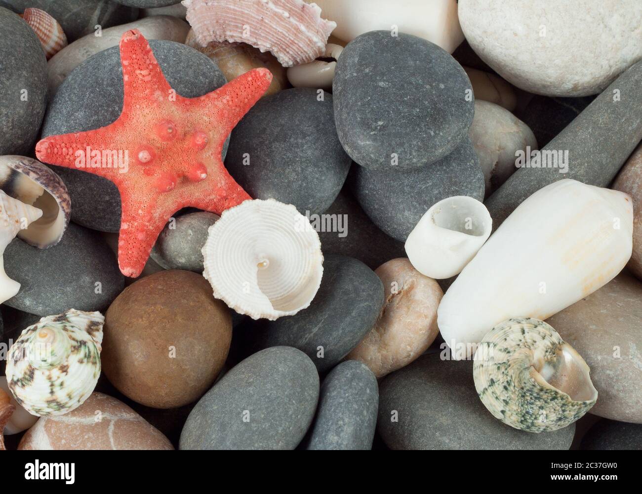 Background with seashells and starfish on the rocks Stock Photo - Alamy