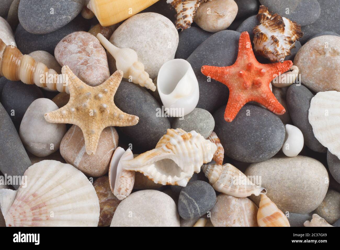 Background with yellow and red stars on the sea shells and stones Stock ...