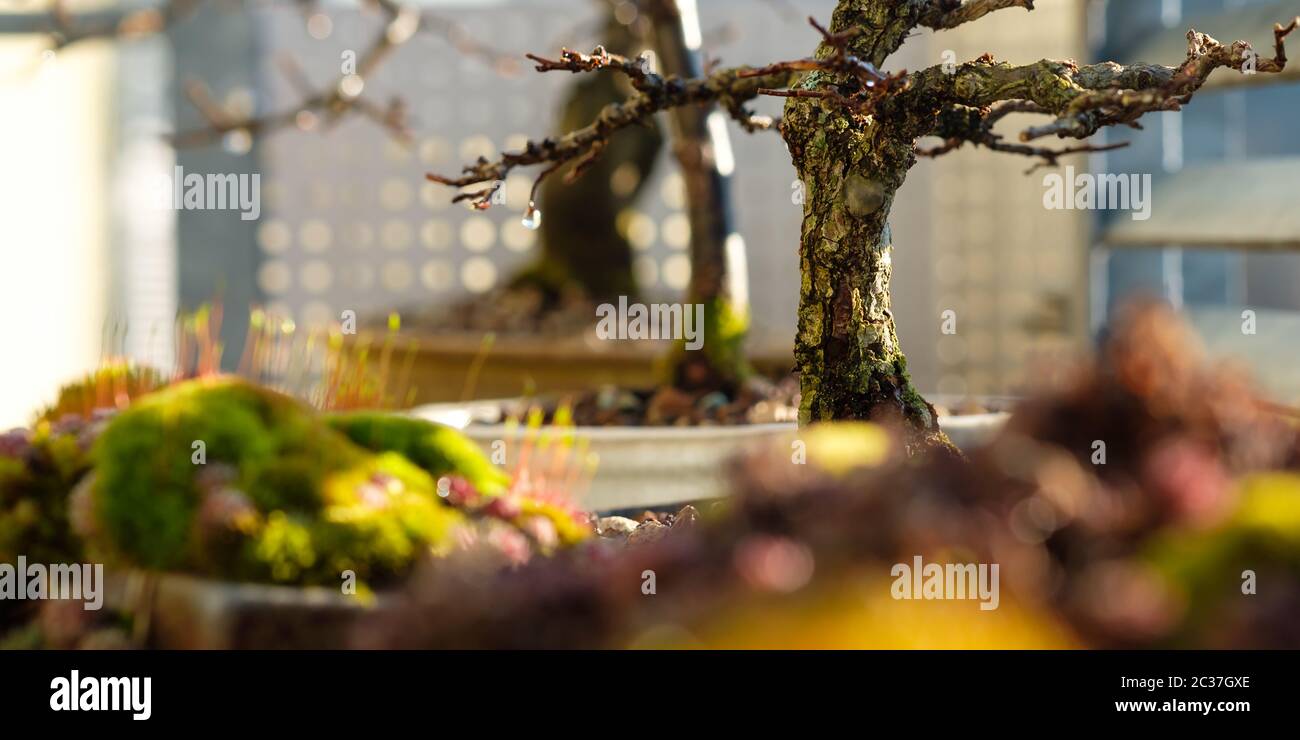 Japanese elm tree hi-res stock photography and images - Alamy