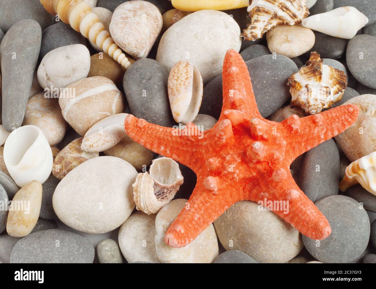 Round spiral shells hi-res stock photography and images - Alamy
