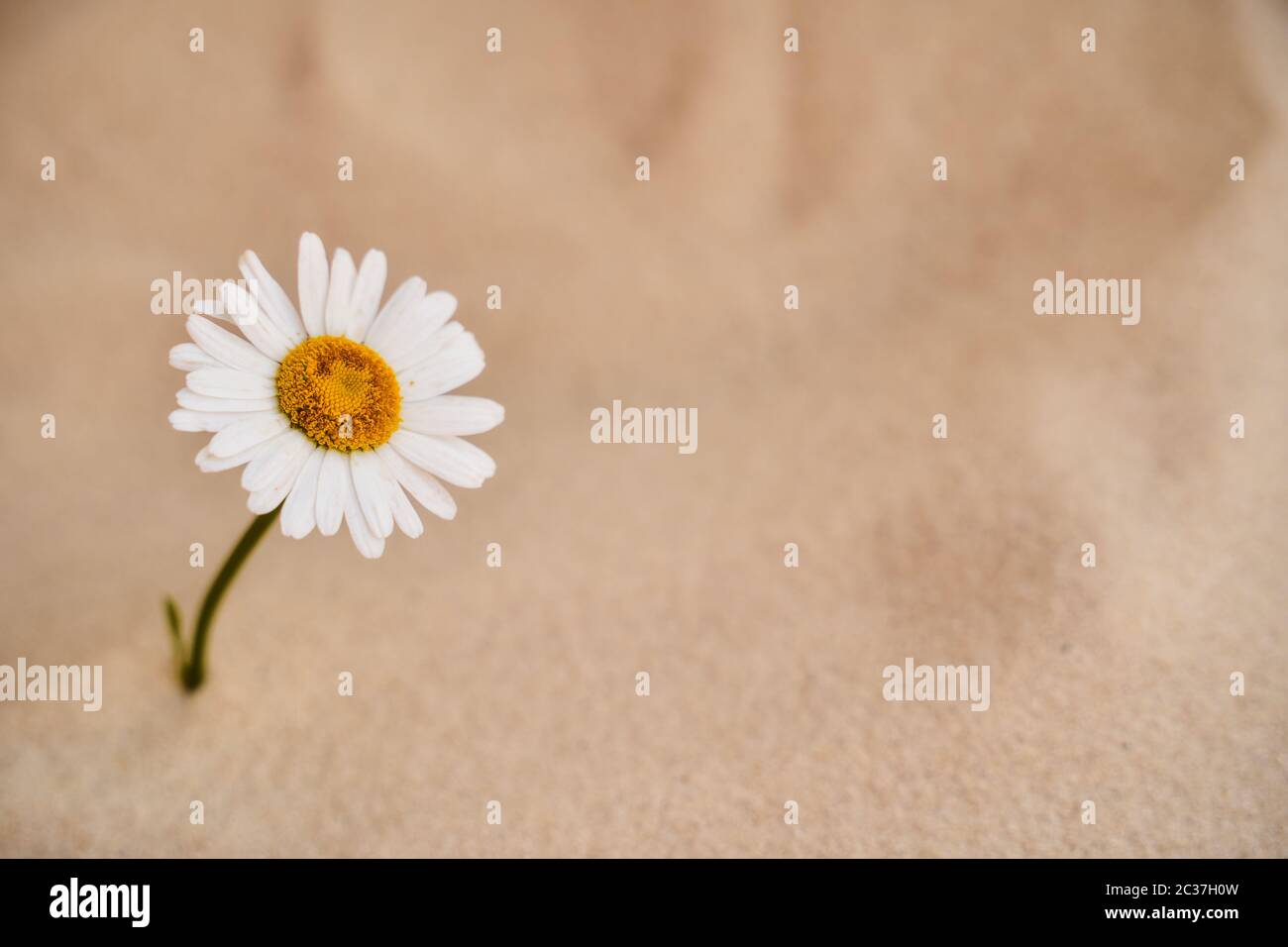 lonely daisy grows in the sand of the desert. Place for text Stock ...