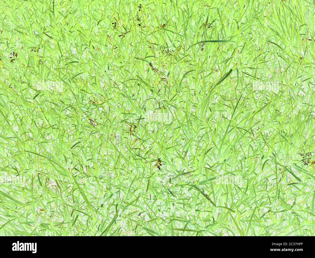 abstract green grass texture useful as a background Stock Photo - Alamy