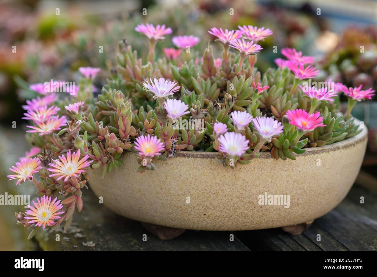 Delosperma pot hi-res stock photography and images - Alamy