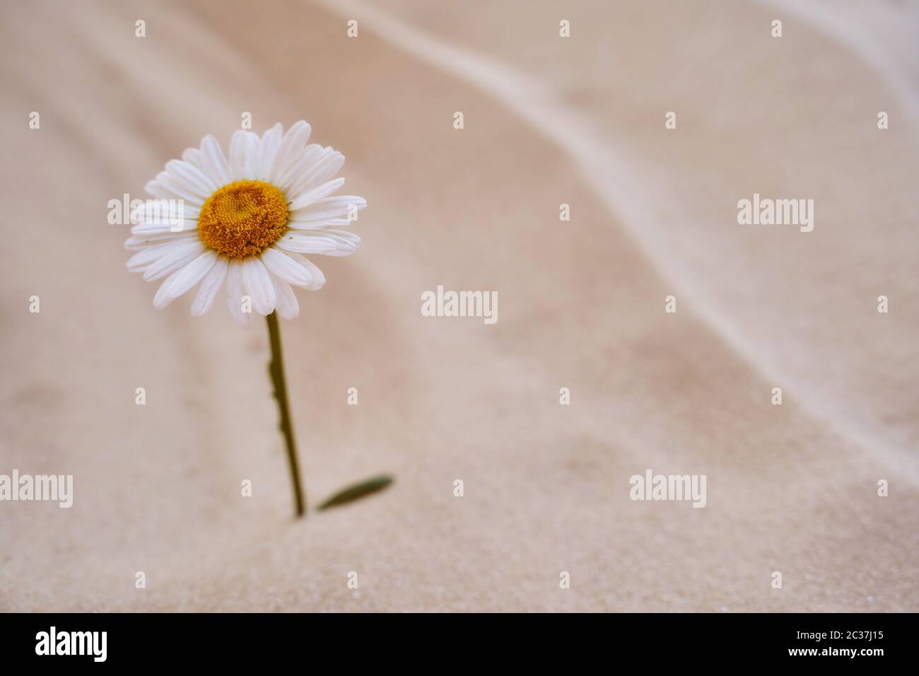 lonely daisy grows in the sand of the desert. Place for text Stock ...