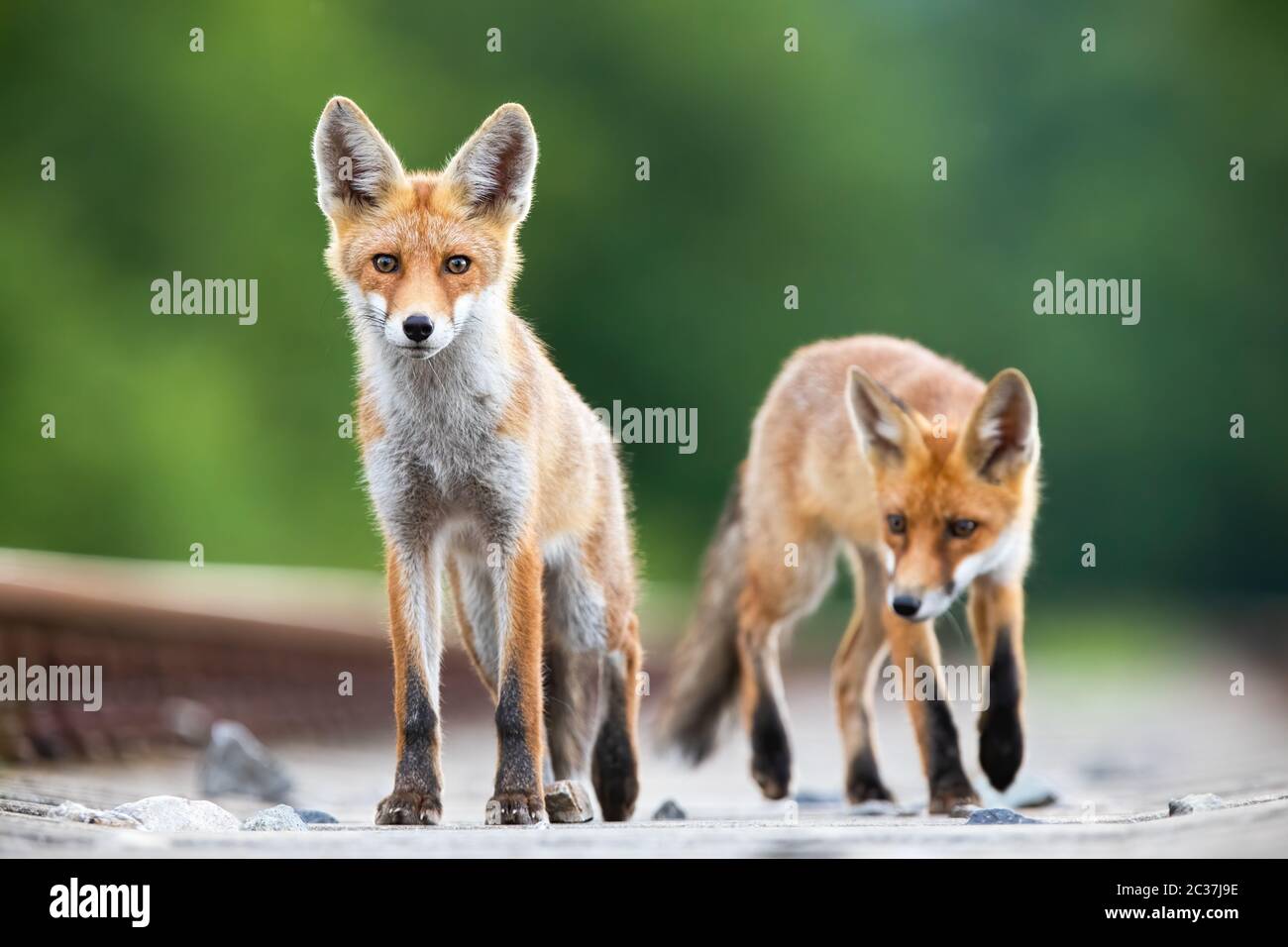 Two red fox, vulpes vulpes, cubs walking on a railway tracks looking ...