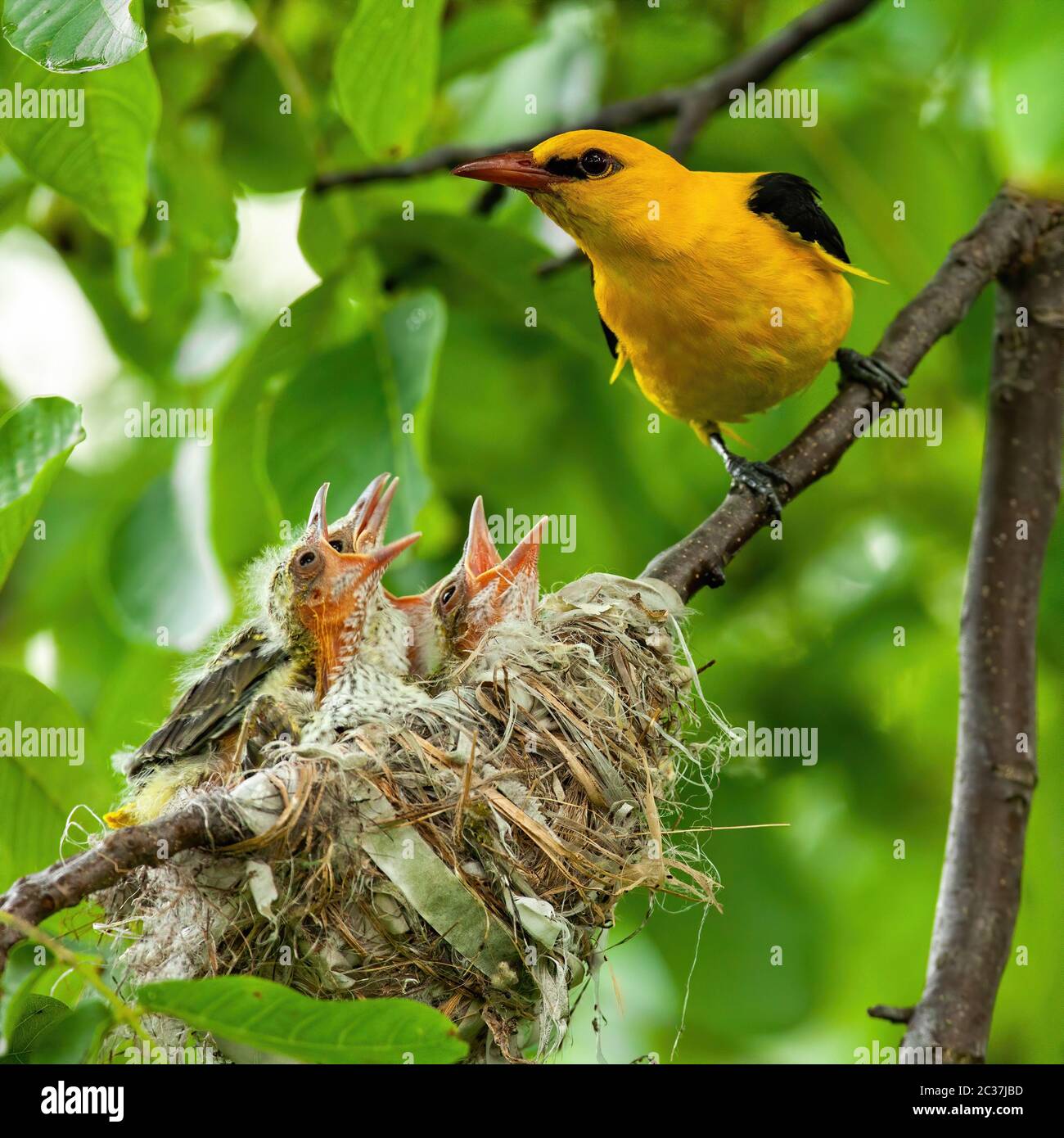 Male golden oriole, orilus oriolus, sitting next to its nest with young ...