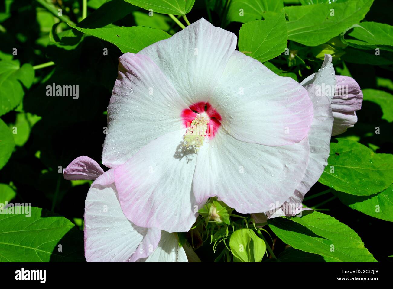rose mallow, swamp rose-mallow, crimsoneyed rosemallow, eastern ...