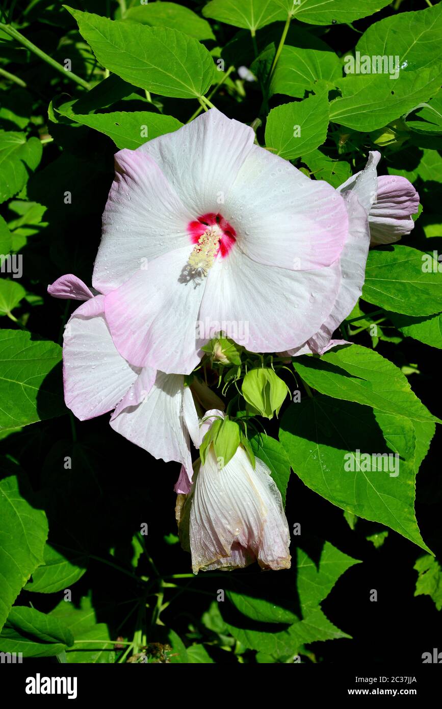 rose mallow, swamp rose-mallow, crimsoneyed rosemallow, eastern ...