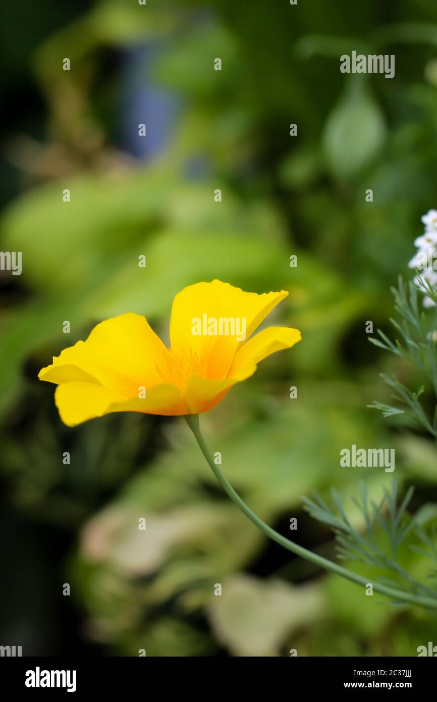 A close up of a very beautiful American Poppy Stock Photo - Alamy