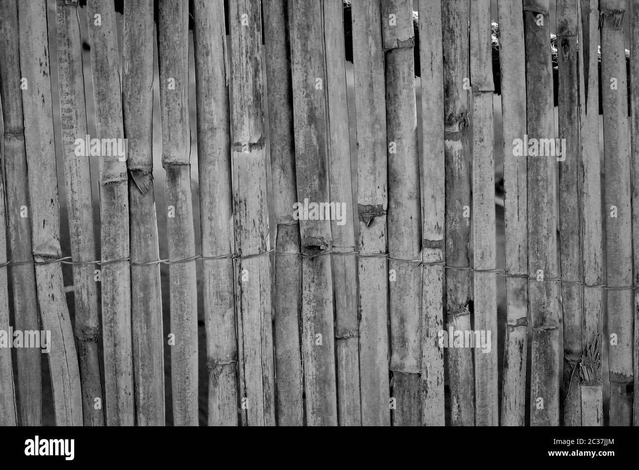 Detail of a privacy screen made of pipe, straw or bamboo, texture Stock ...