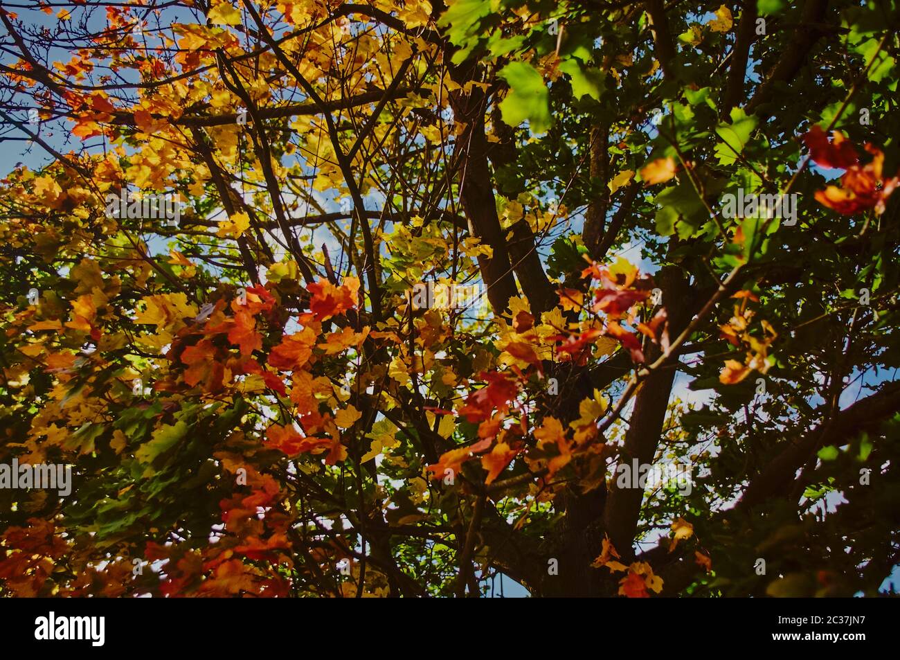 Colored leaves on a tree in late autumn Stock Photo - Alamy