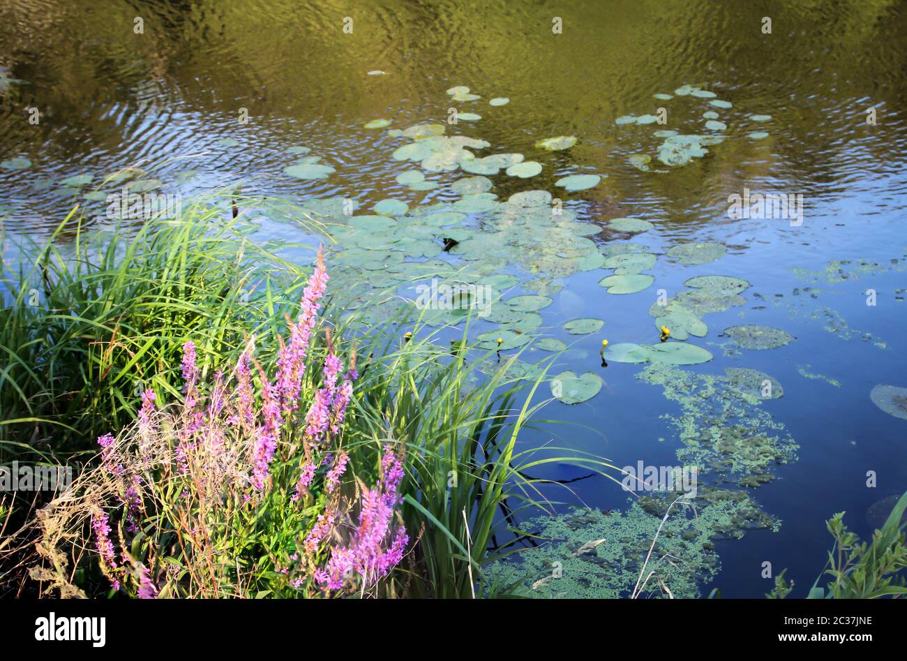 The bud of a water lily, pond plant protrudes from the water Stock ...