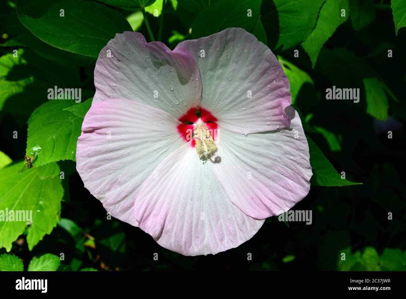 rose mallow, swamp rose-mallow, crimsoneyed rosemallow, eastern ...