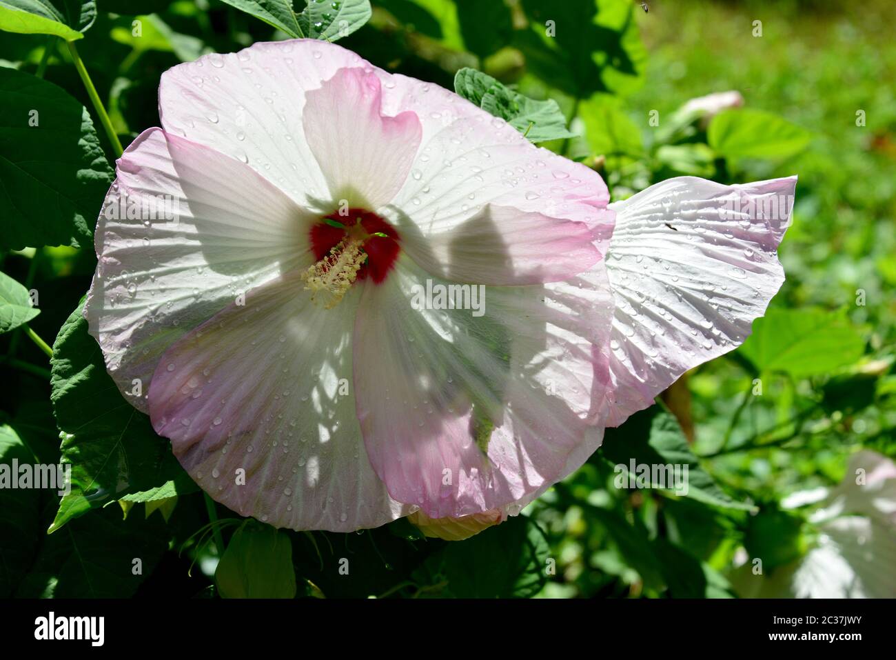 rose mallow, swamp rose-mallow, crimsoneyed rosemallow, eastern ...