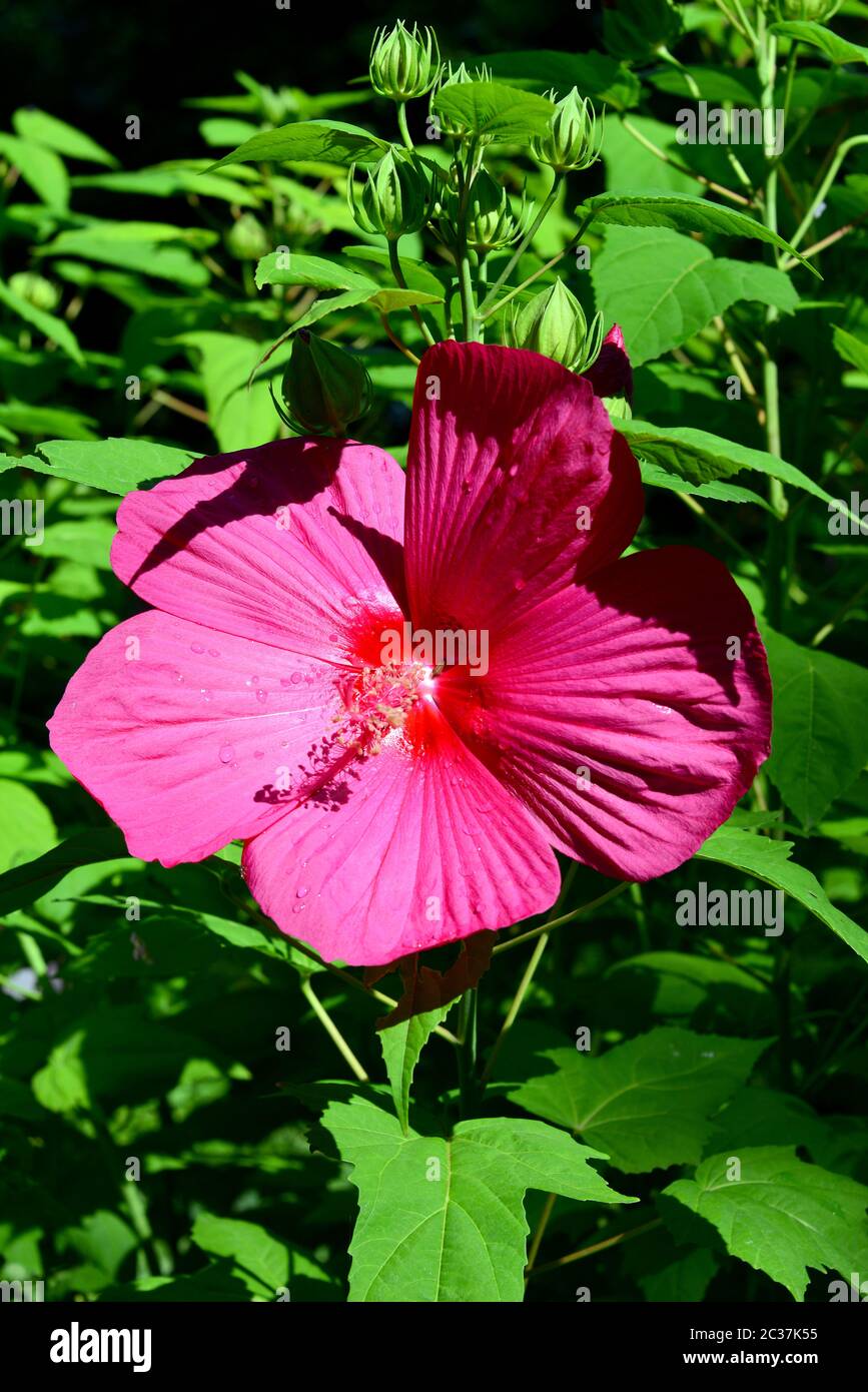 rose mallow, swamp rose-mallow, crimsoneyed rosemallow, eastern ...