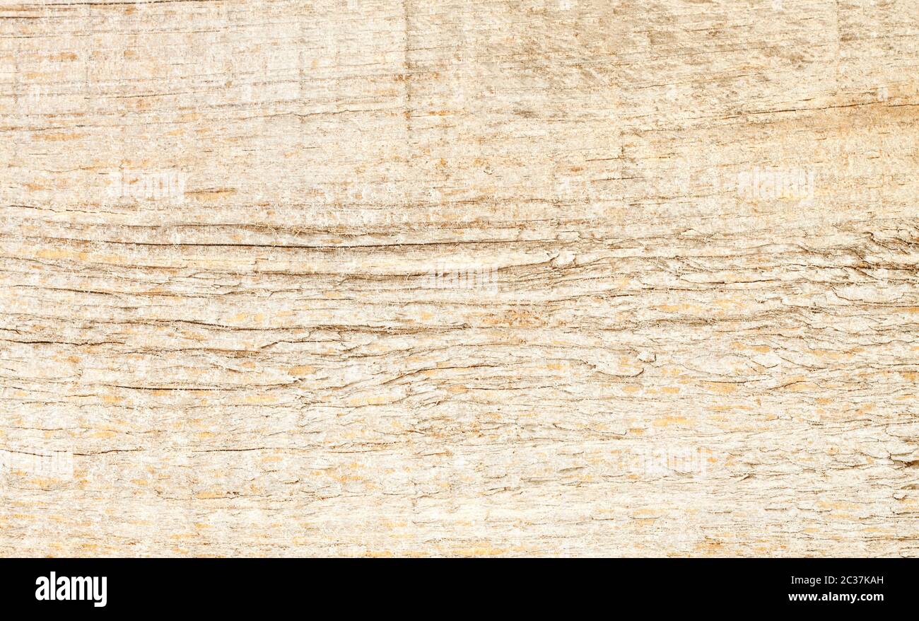 Background texture of light cut tree with fibers Stock Photo - Alamy