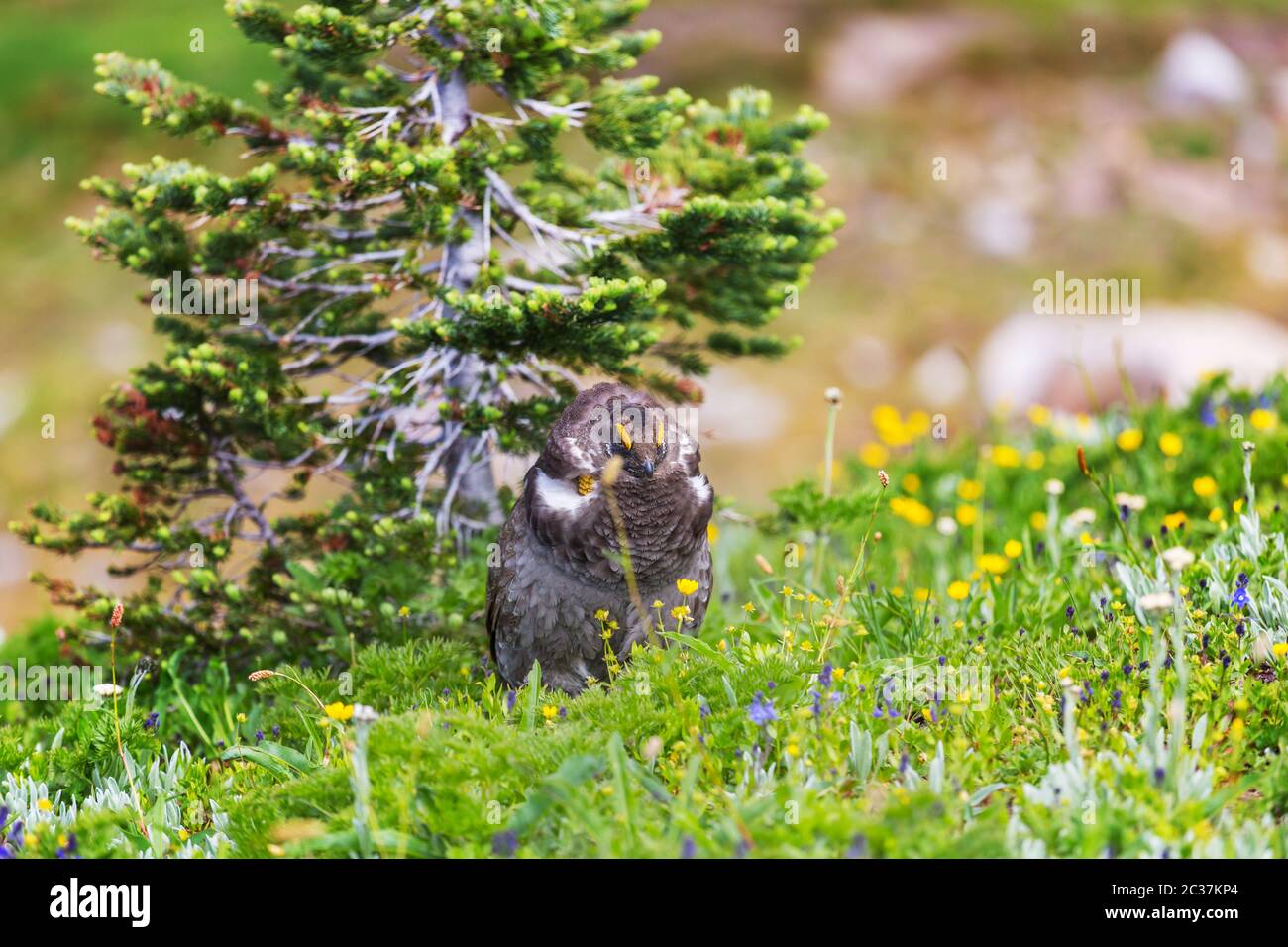 Blue grouse hi-res stock photography and images - Alamy