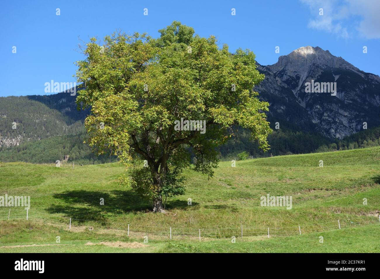 Walnut tree in the Alps Stock Photo - Alamy