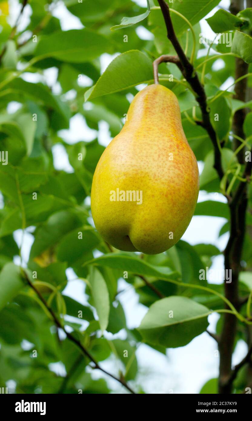 Ripe yellow pear hanging on a branch Stock Photo - Alamy