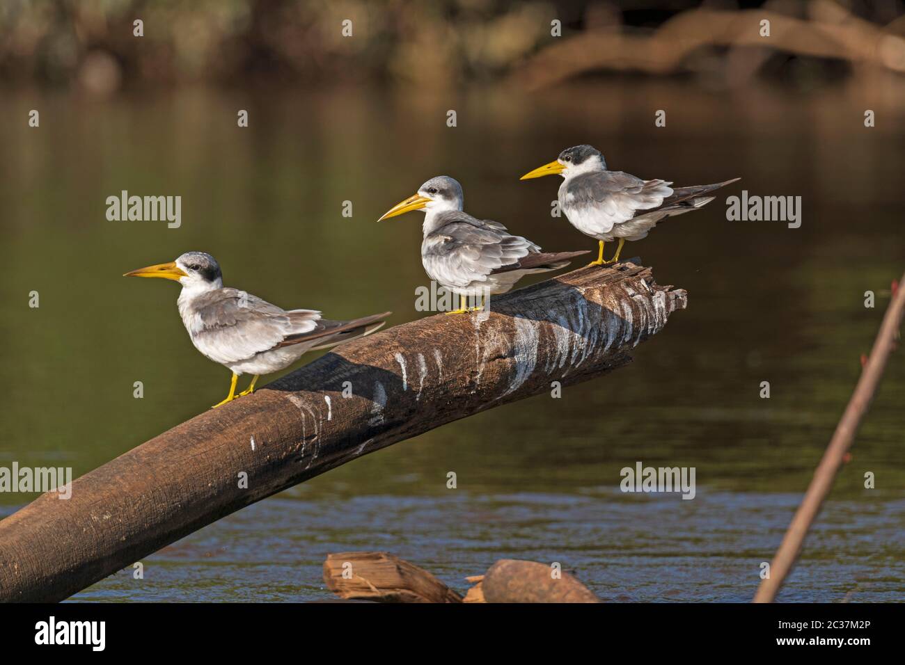 Group of Large Billed Terns Resting on a River Snag in Pantanl National ...