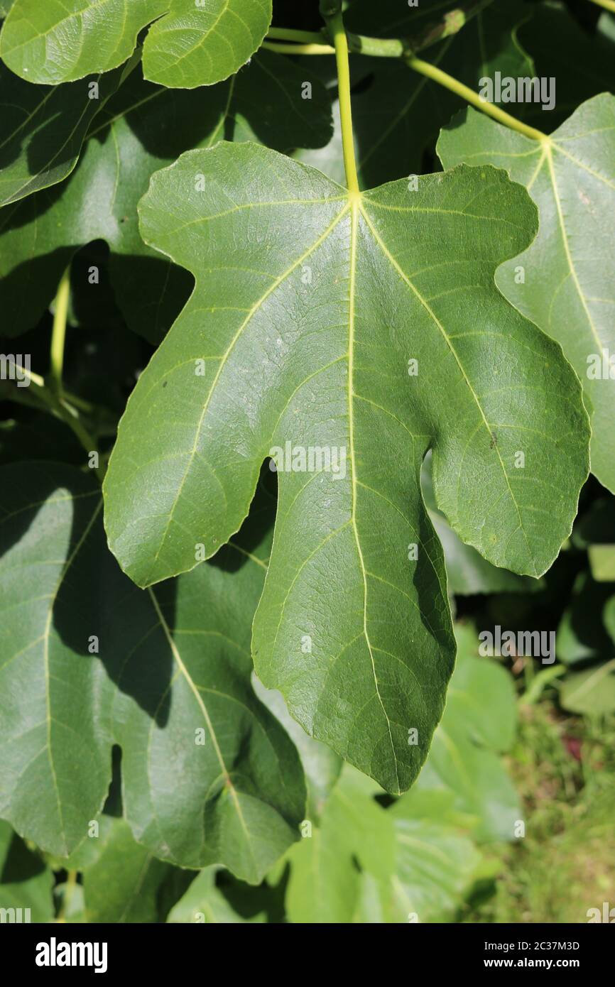 Fig, Ficus carica, leaves shining in bright sunlight with one prominent ...