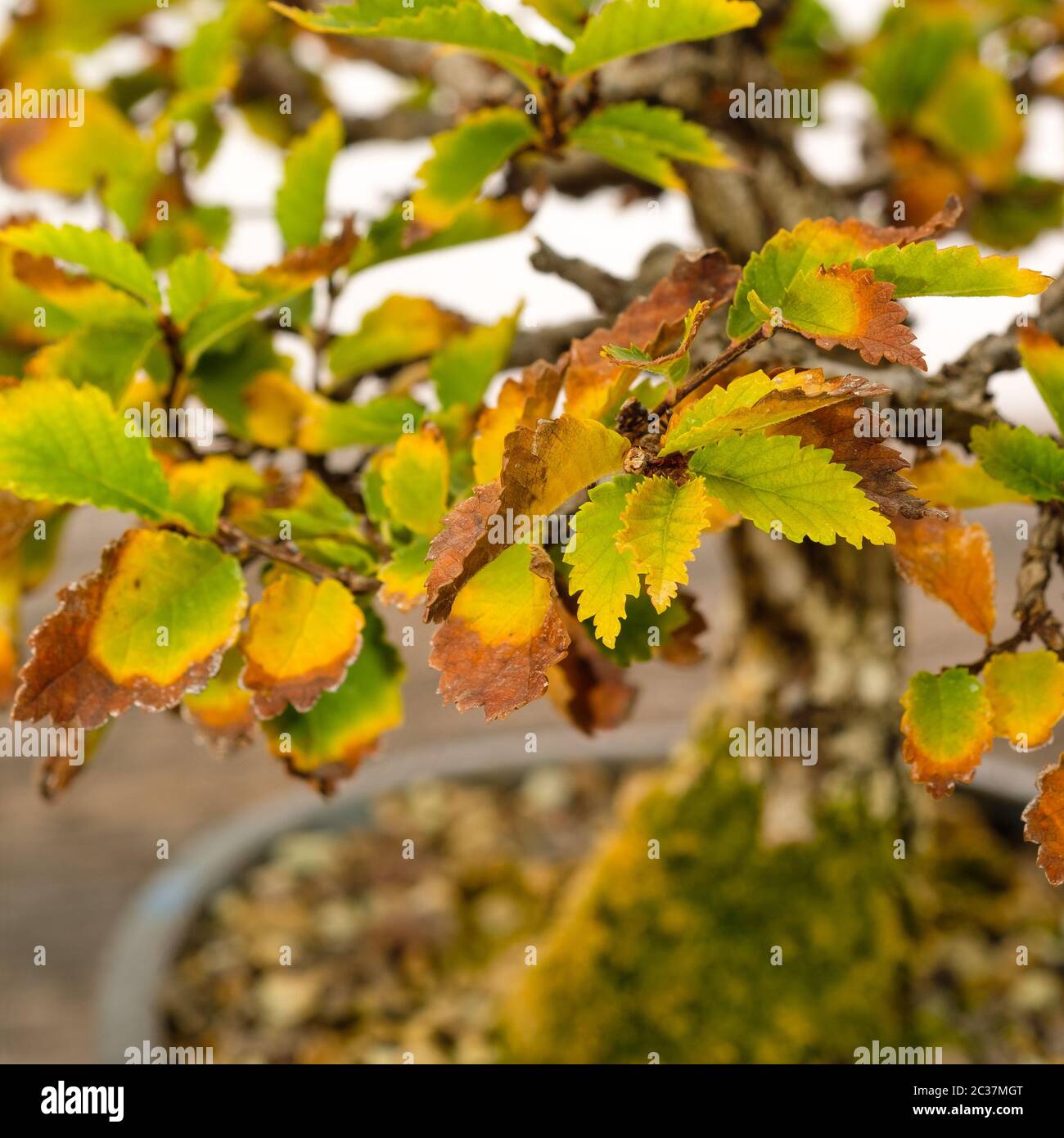 Foliage leaves elm bonsai tree autumn colouring with blurred bokeh ...