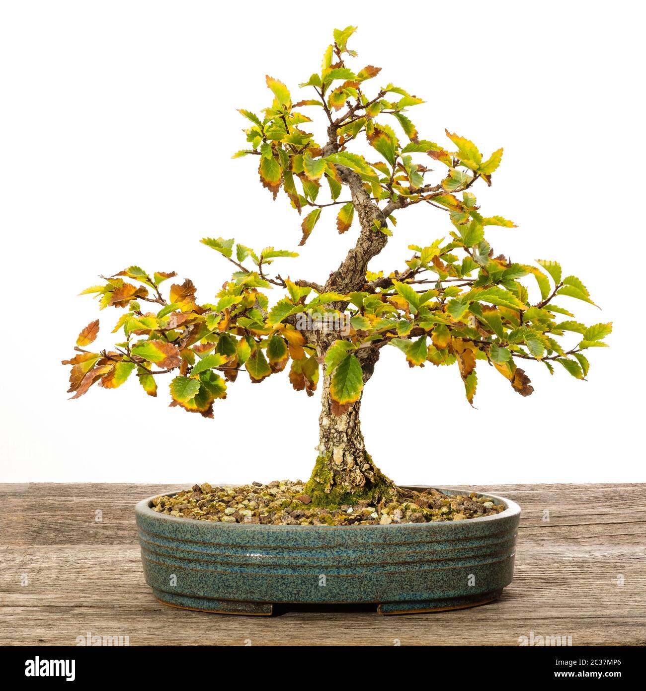 Cork bark elm (Ulmus) bonsai deciduous tree on wooden board Stock Photo ...