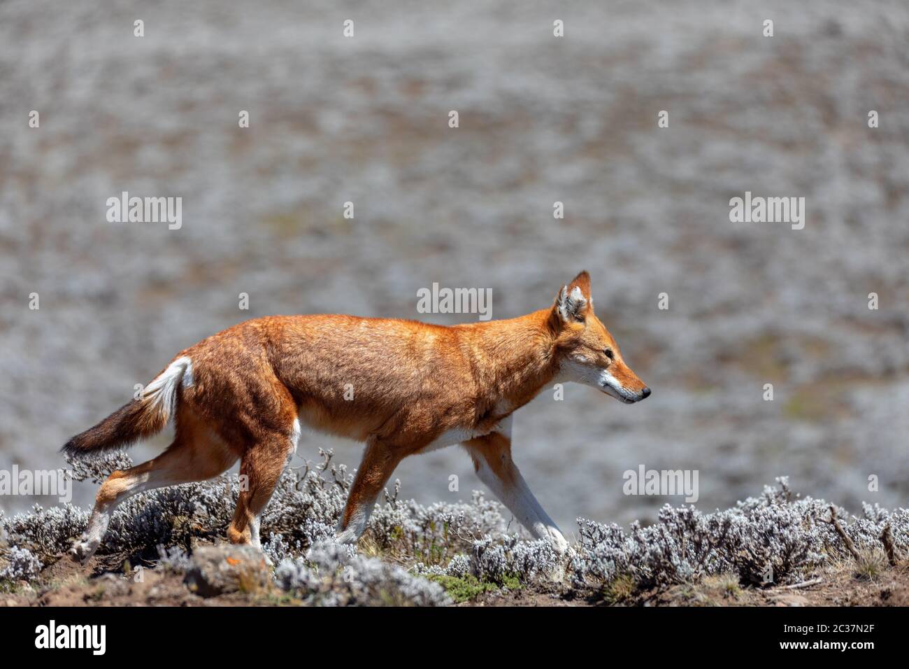 hunting very rare endemic ethiopian wolf, Canis simensis, Sanetti ...