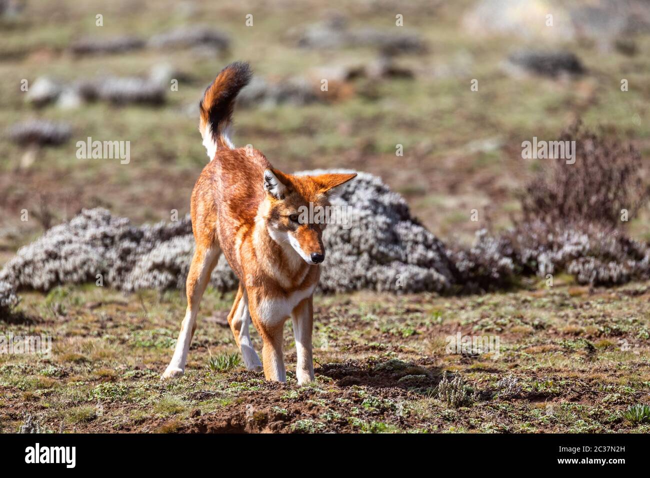 Abyssinian wolf hi-res stock photography and images - Alamy