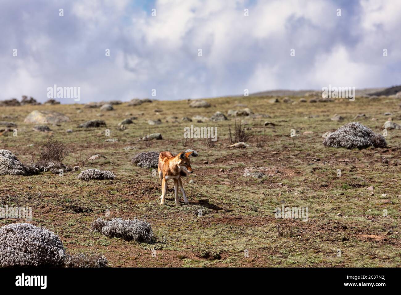 Simien fox hi-res stock photography and images - Alamy
