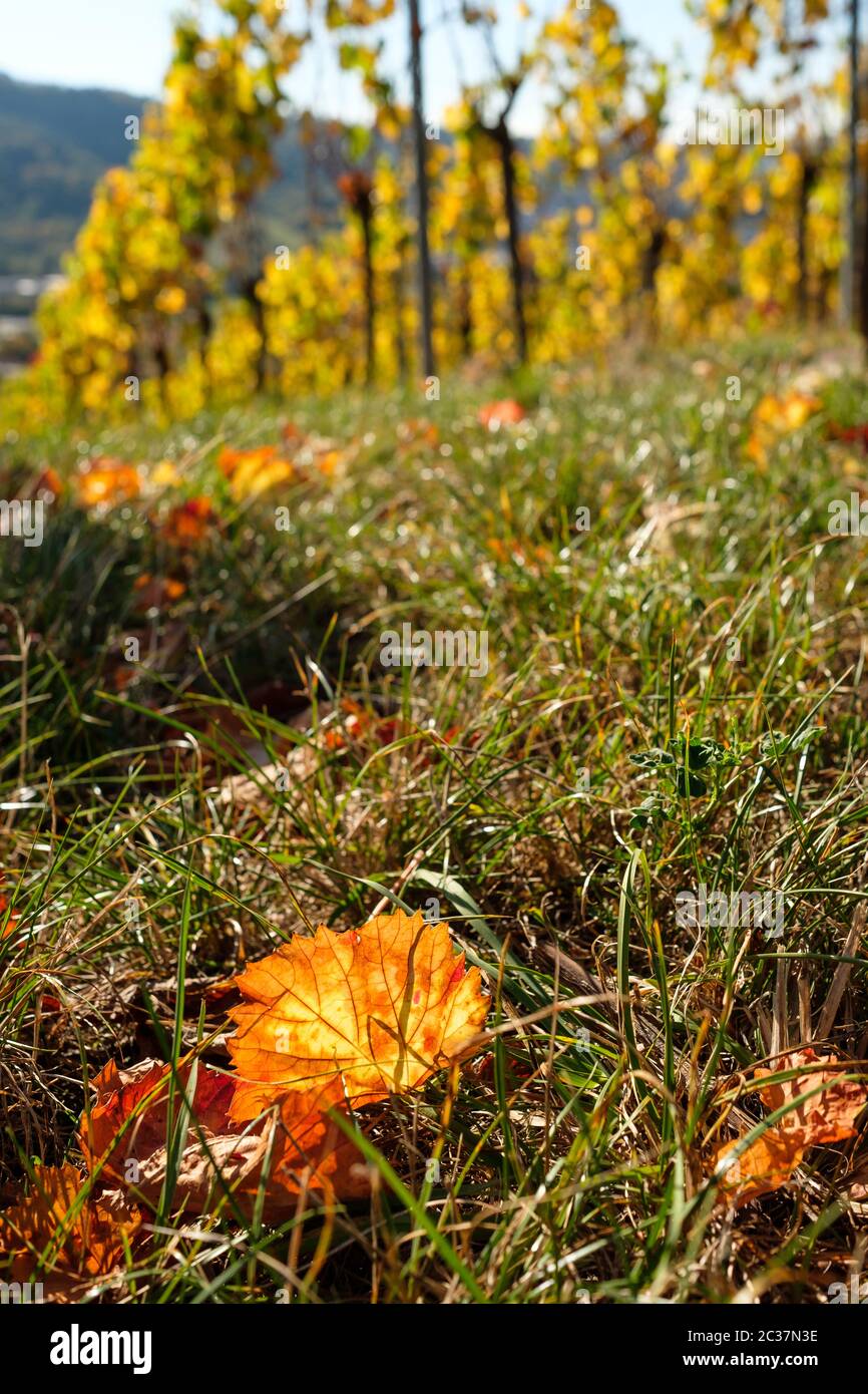 Wine leaf in autumn in a vineyard in vertical format Stock Photo - Alamy