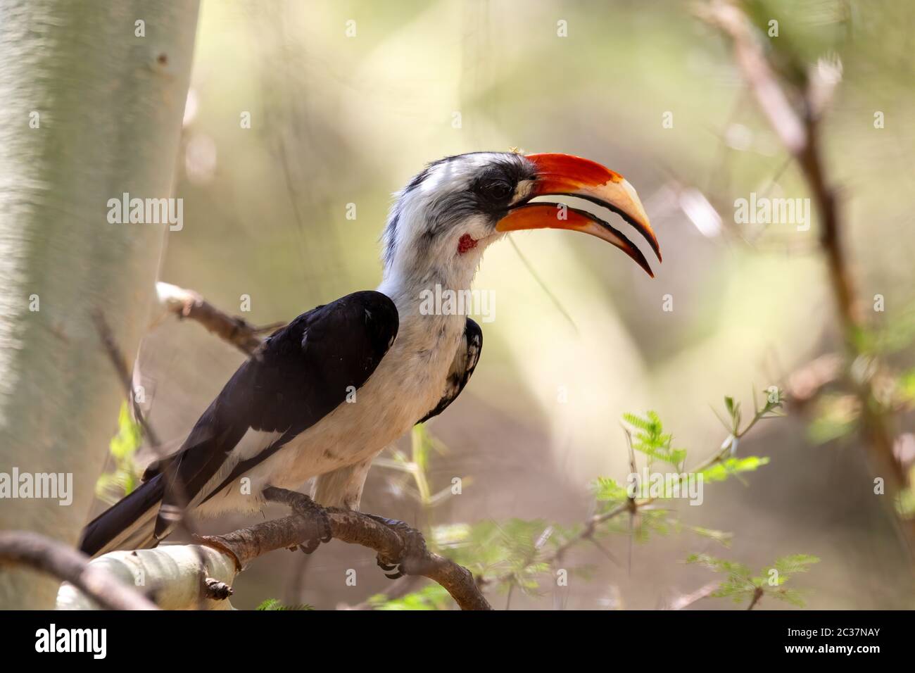 bird Von der Decken's Hornbill on tree. Tockus deckeni, Lake Chamo ...
