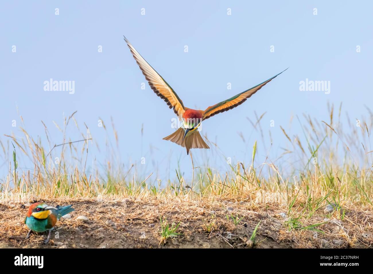 European Bee Eater In Flight (Merops Apiaster Stock Photo - Alamy