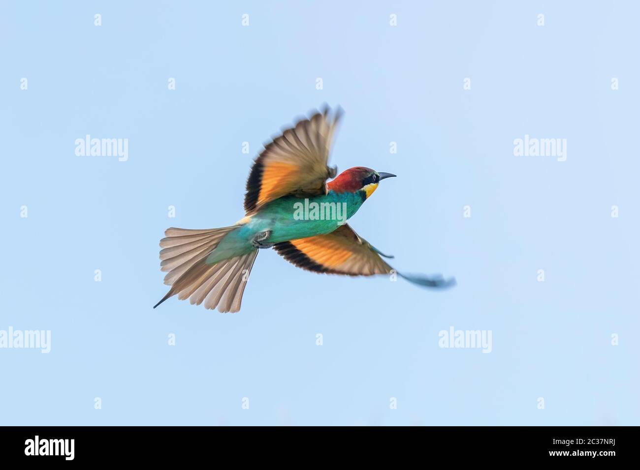 European Bee Eater In Flight (Merops Apiaster Stock Photo - Alamy