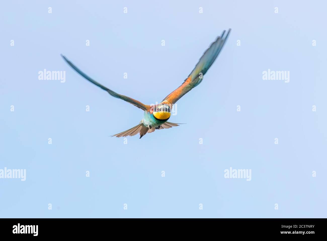 European Bee Eater In Flight (Merops Apiaster Stock Photo - Alamy