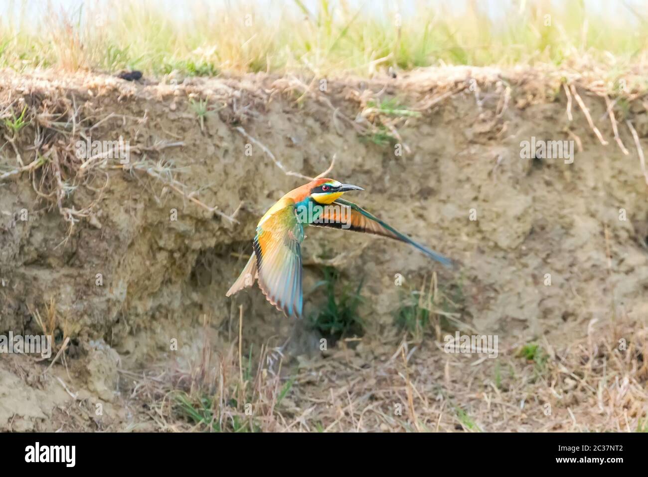 European Bee Eater In Flight (Merops Apiaster Stock Photo - Alamy